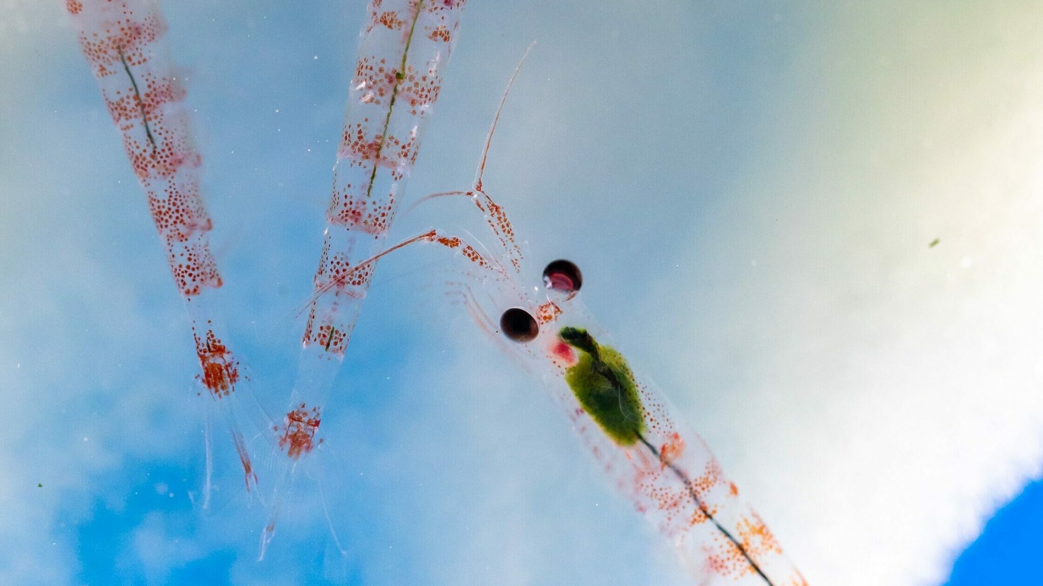 New ocean model goes in for the krill - ACEAS