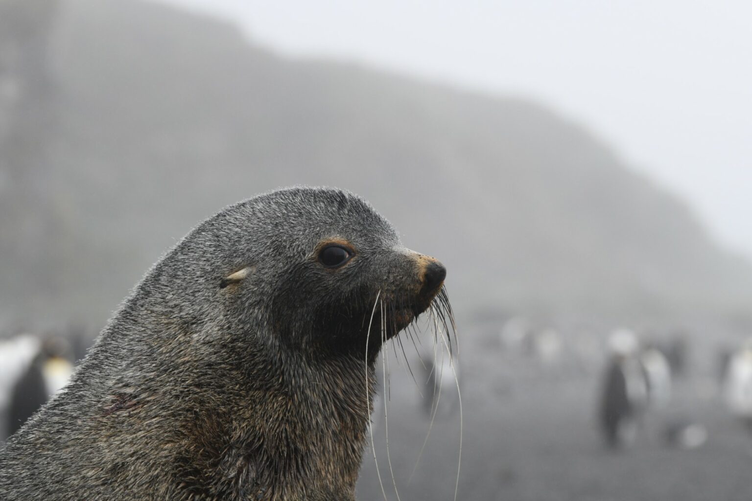 The beloved emperor penguin and Antarctic fur seal are now officially ...